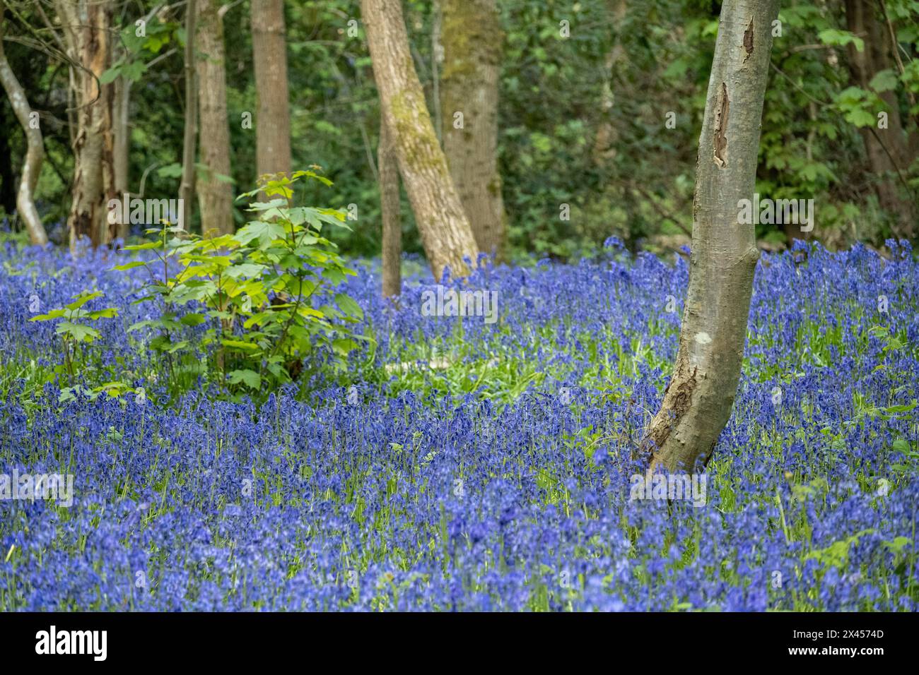 Watford, UK. 30 April 2024. UK Weather: Native bluebells (Hyacinthoides ...