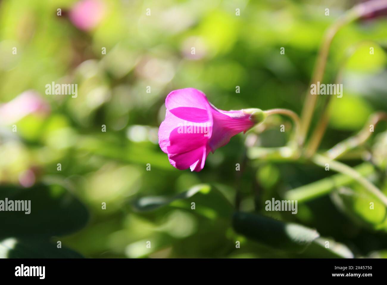 Texture clover flower hi-res stock photography and images - Alamy