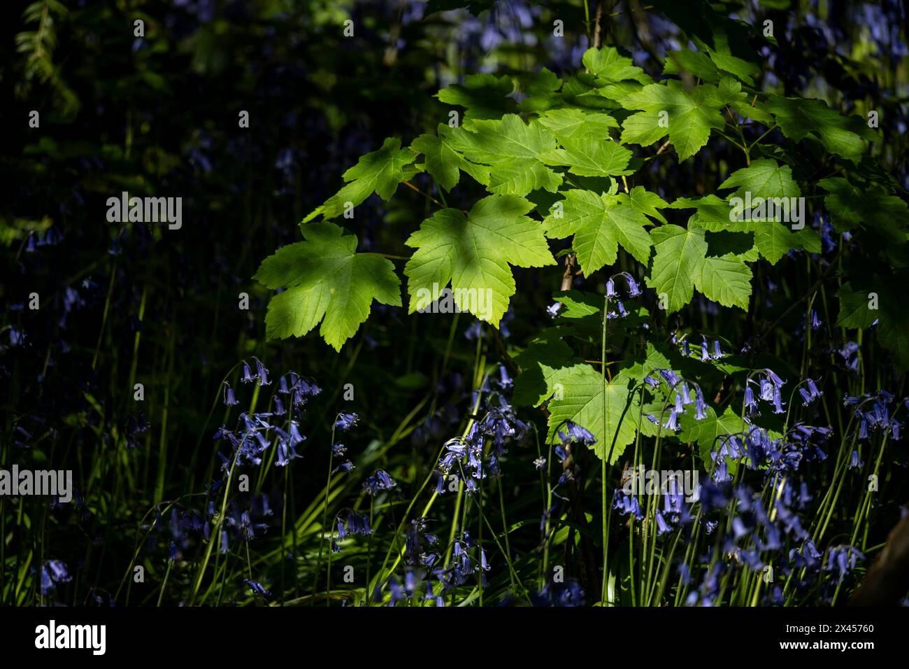 Watford, UK. 30 April 2024. UK Weather: Native bluebells (Hyacinthoides ...