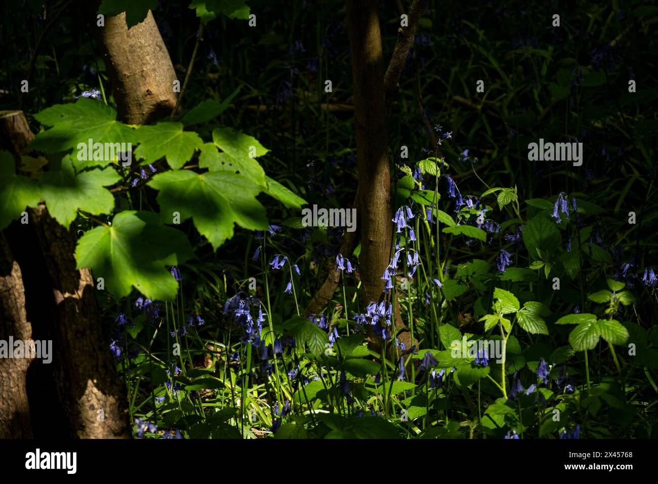 Watford, UK. 30 April 2024. UK Weather: Native bluebells (Hyacinthoides ...