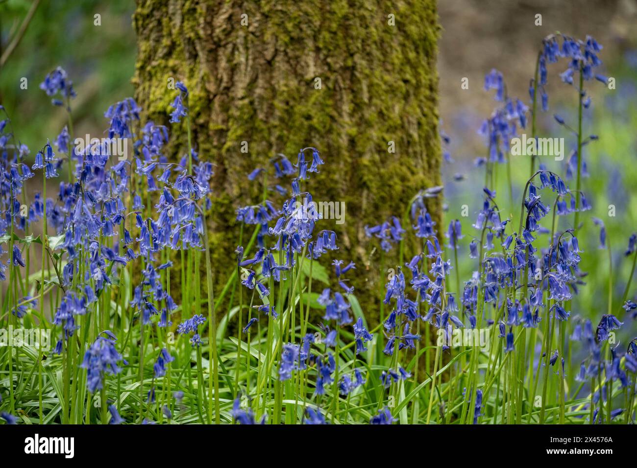 Watford, UK. 30 April 2024. UK Weather: Native bluebells (Hyacinthoides ...