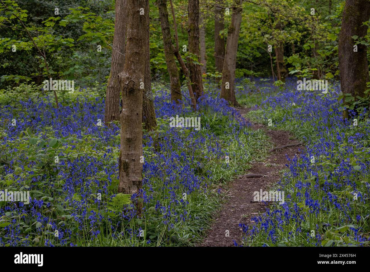Watford, UK. 30 April 2024. UK Weather: Native bluebells (Hyacinthoides ...