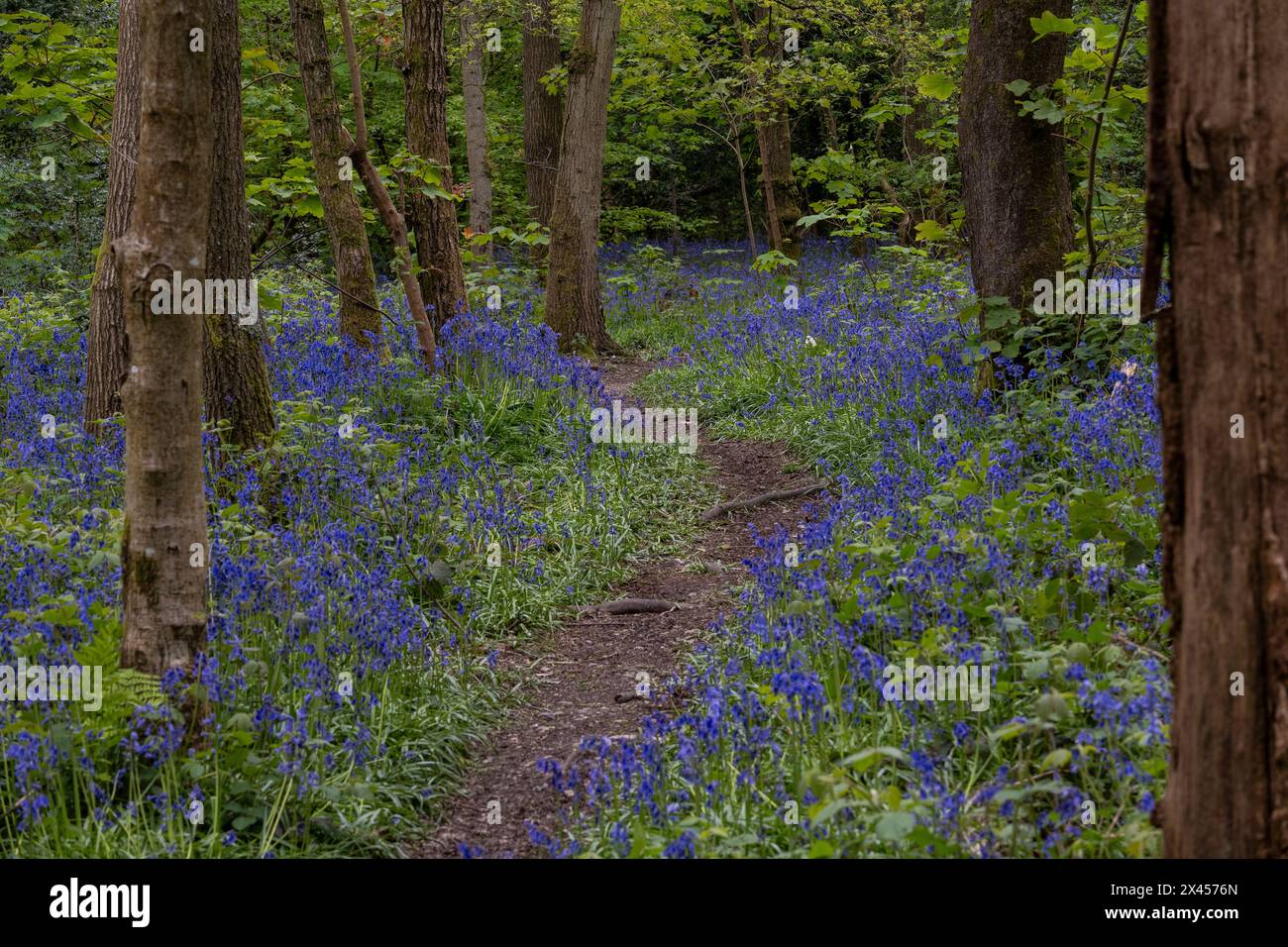 Watford, UK. 30 April 2024. UK Weather: Native bluebells (Hyacinthoides ...