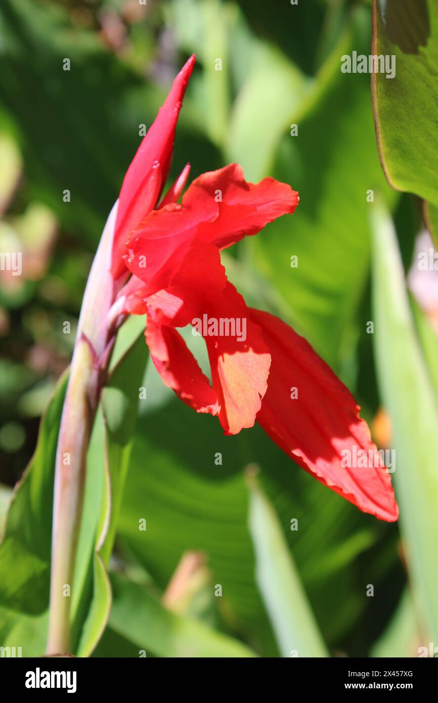 Cane from Indian or Canna indica Stock Photo - Alamy