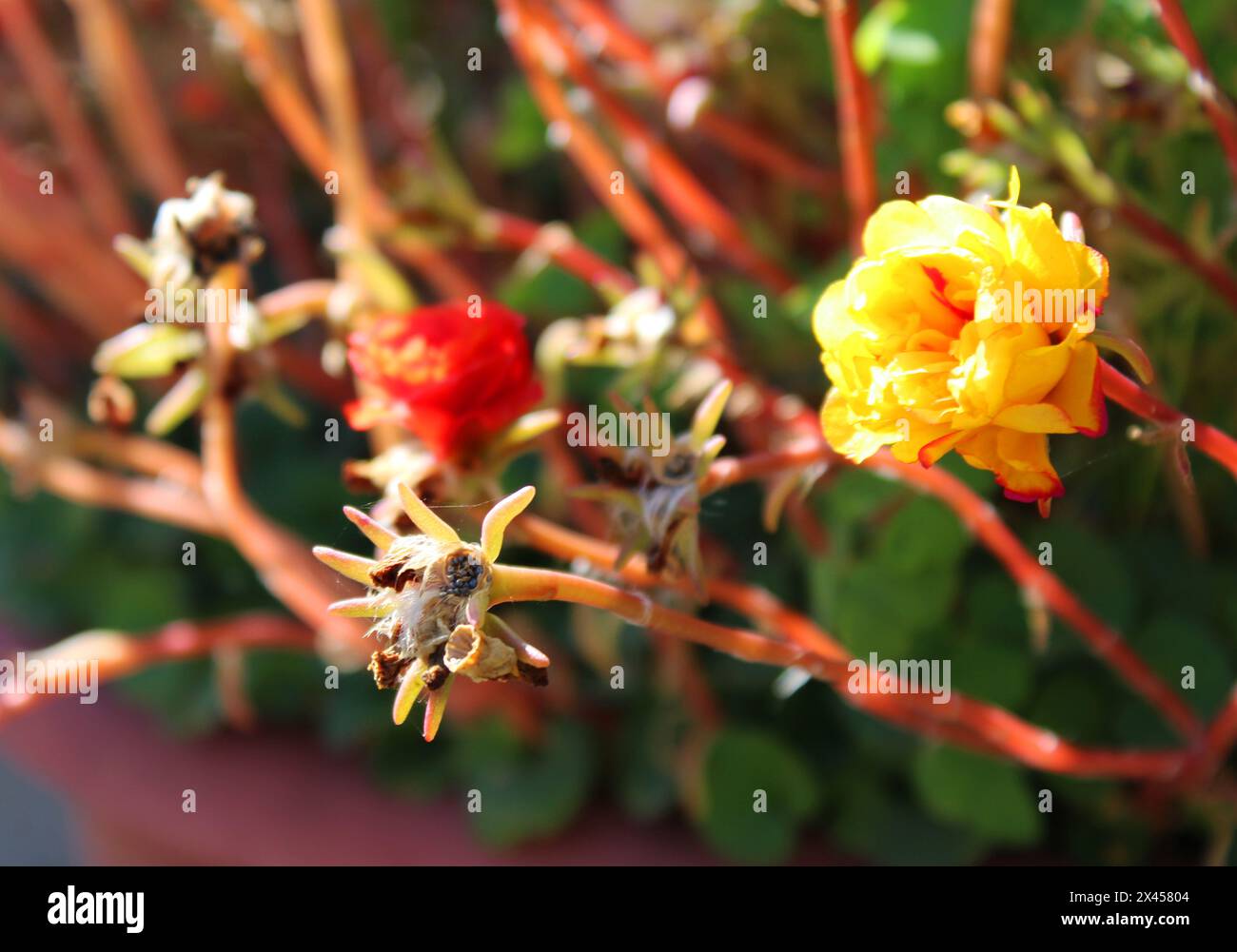 Different stages of bloom hi-res stock photography and images - Alamy