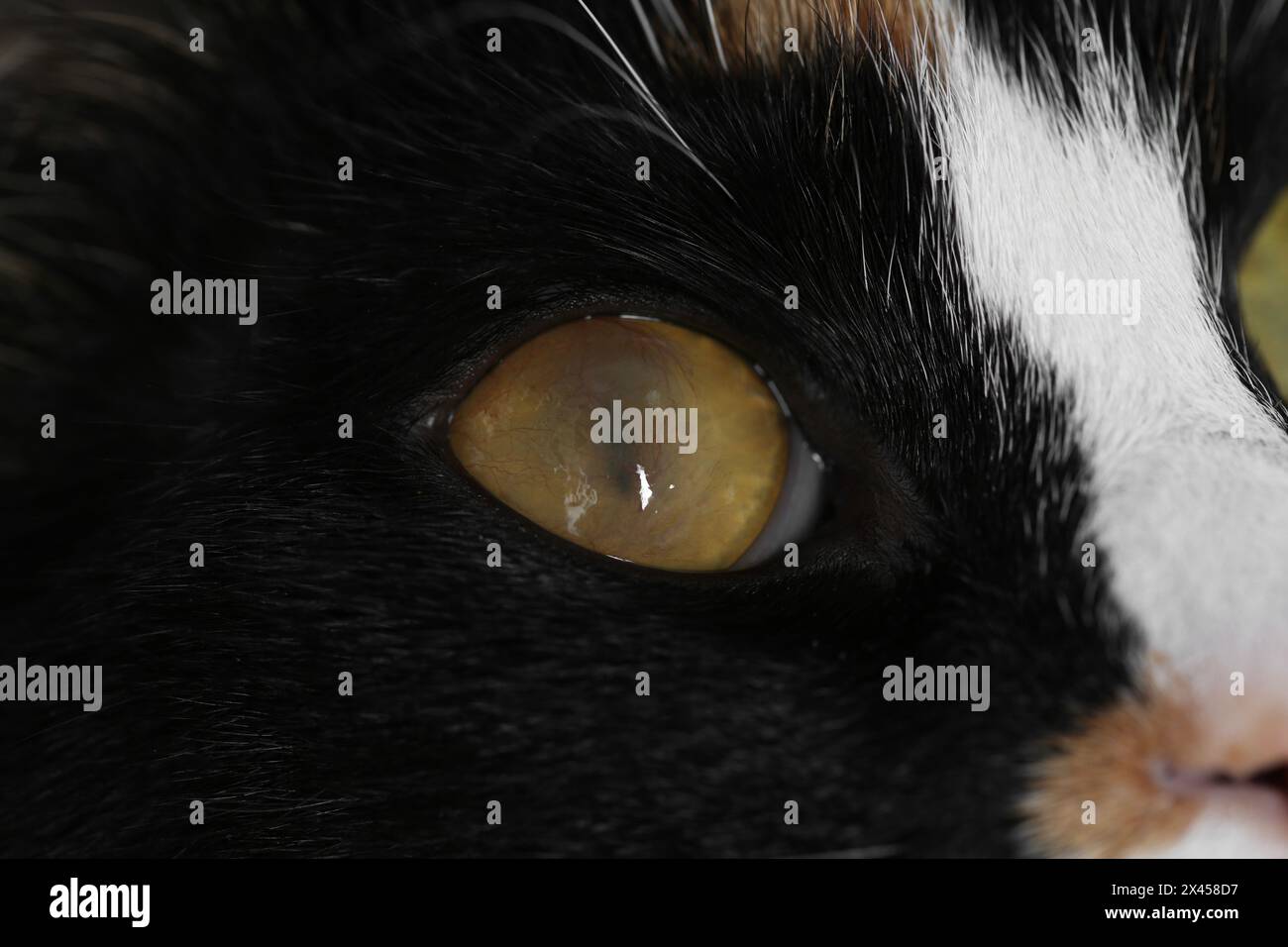 Corneal opacity hi-res stock photography and images - Alamy