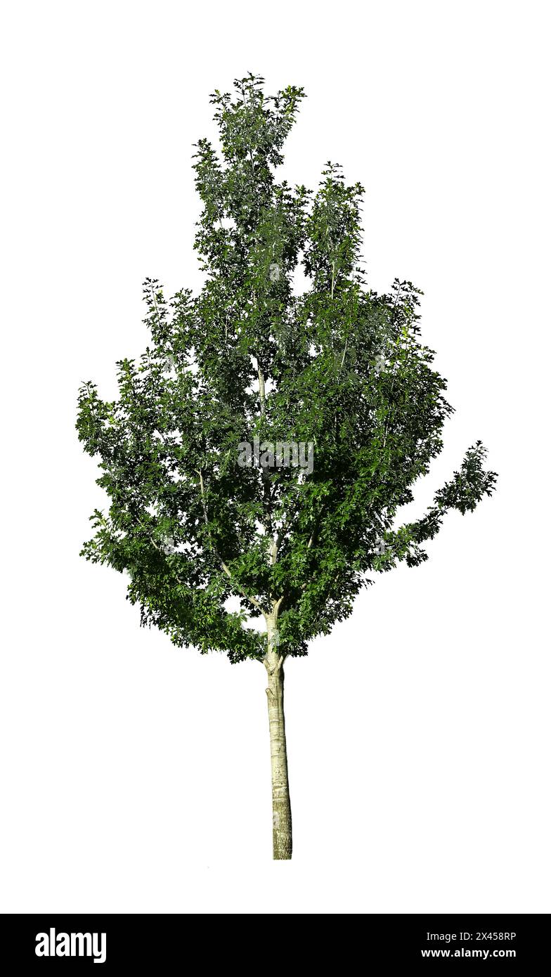 Green tree forest mountains Cut Out Stock Images & Pictures - Alamy