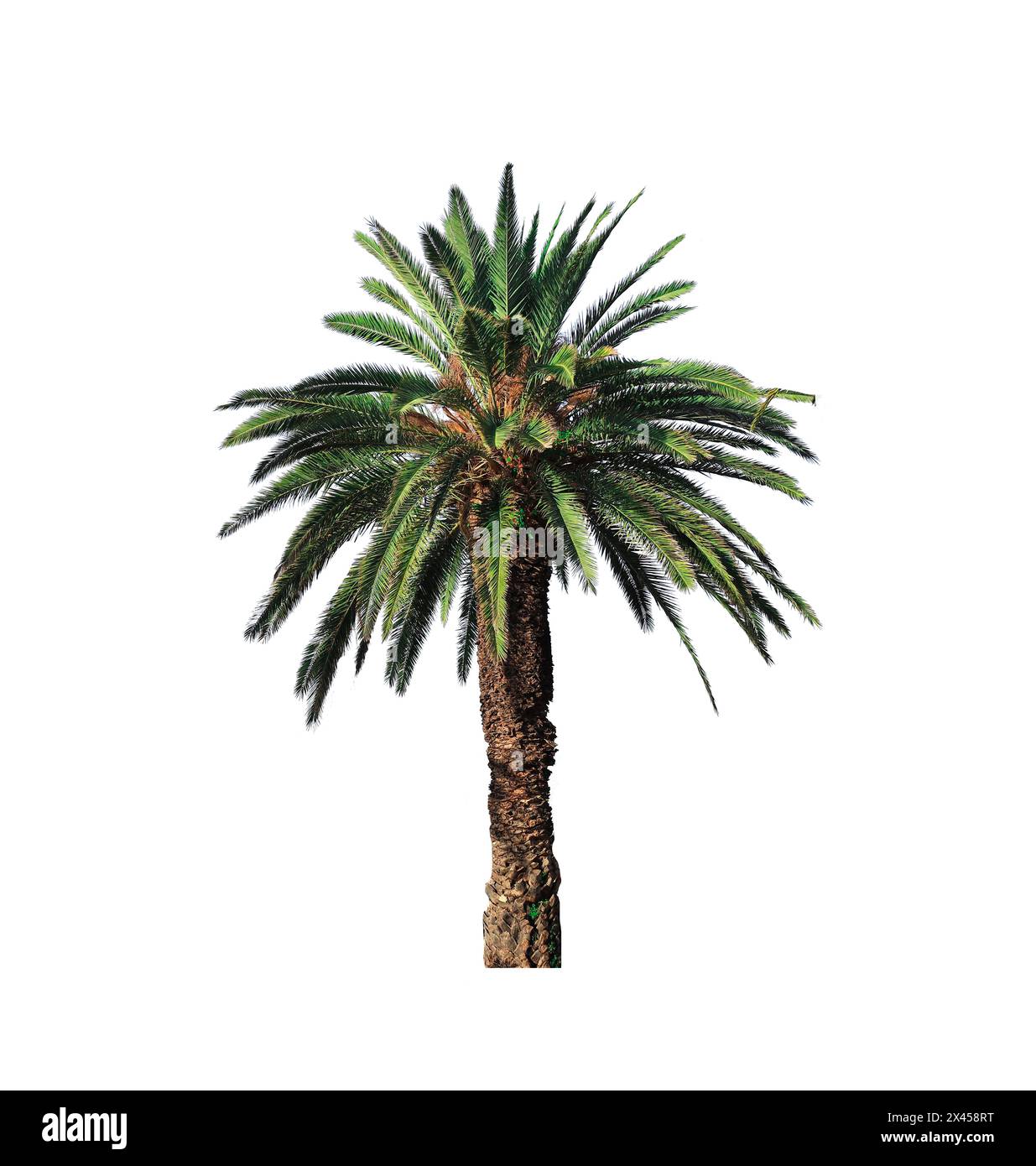 Beautiful forest walk tree Cut Out Stock Images & Pictures - Alamy