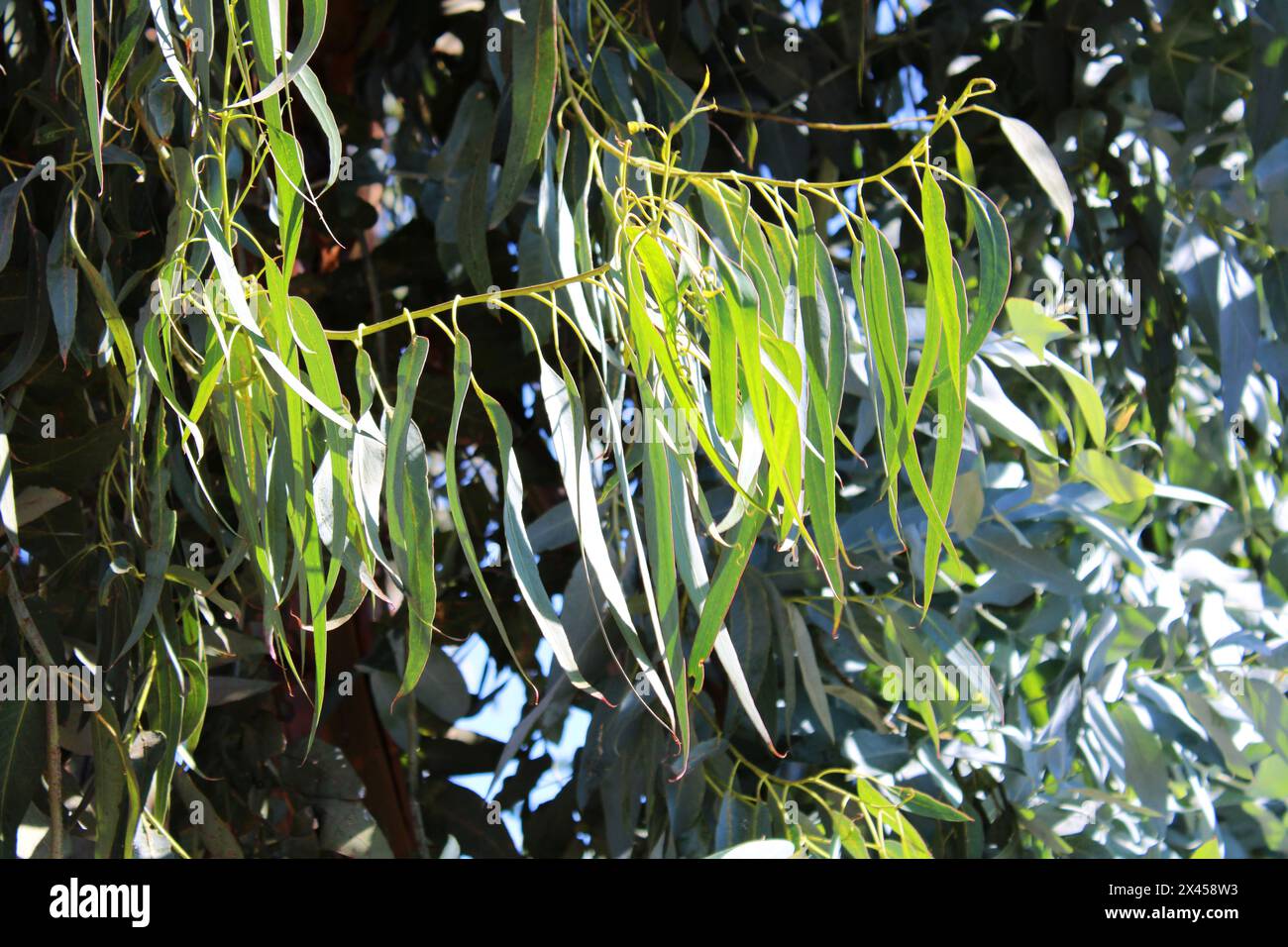 Background with leafy eucalyptus trees Stock Photo - Alamy