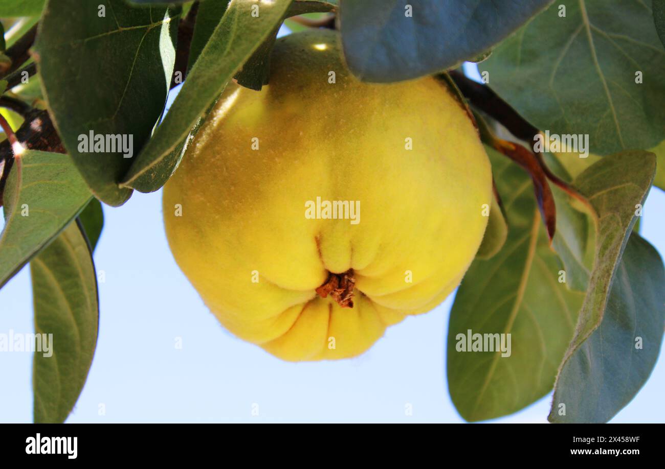Ripe quince fruits green hi-res stock photography and images - Alamy