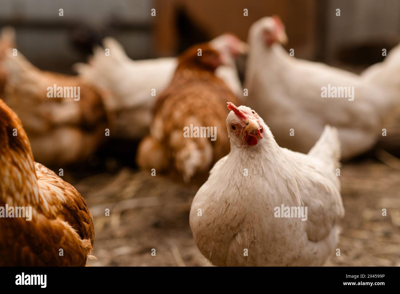 Chickens walk in pen hi-res stock photography and images - Alamy