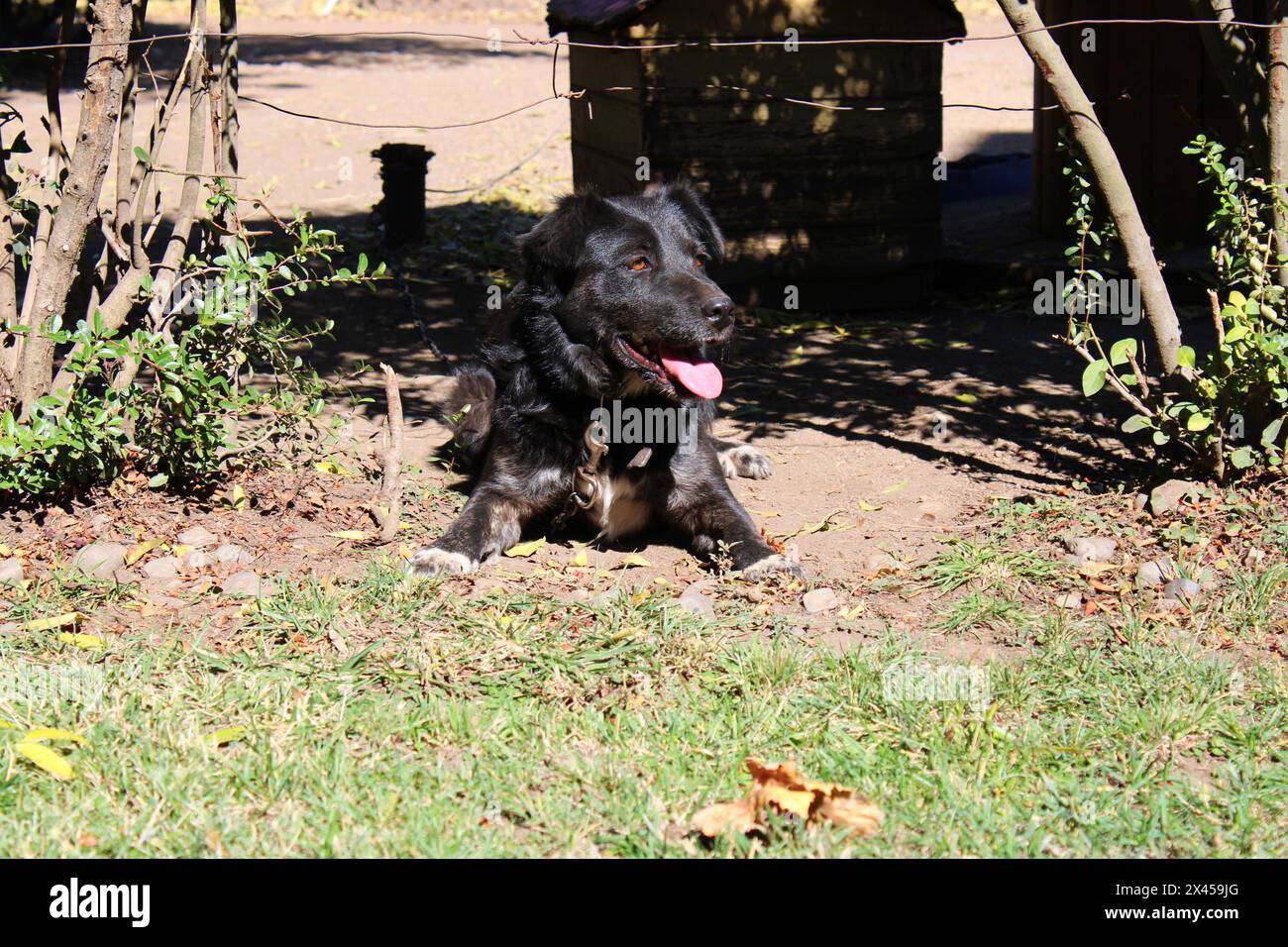 Canine guarding hi-res stock photography and images - Alamy