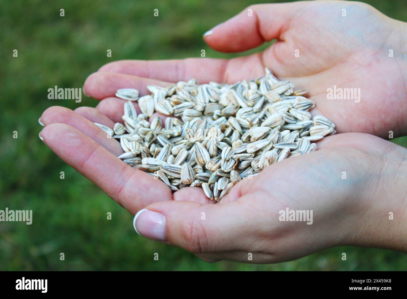 Hands holding many sunflower seeds Stock Photo - Alamy