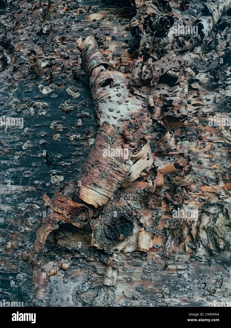 Texture of old tree trunk. Old skin illustration Stock Photo - Alamy