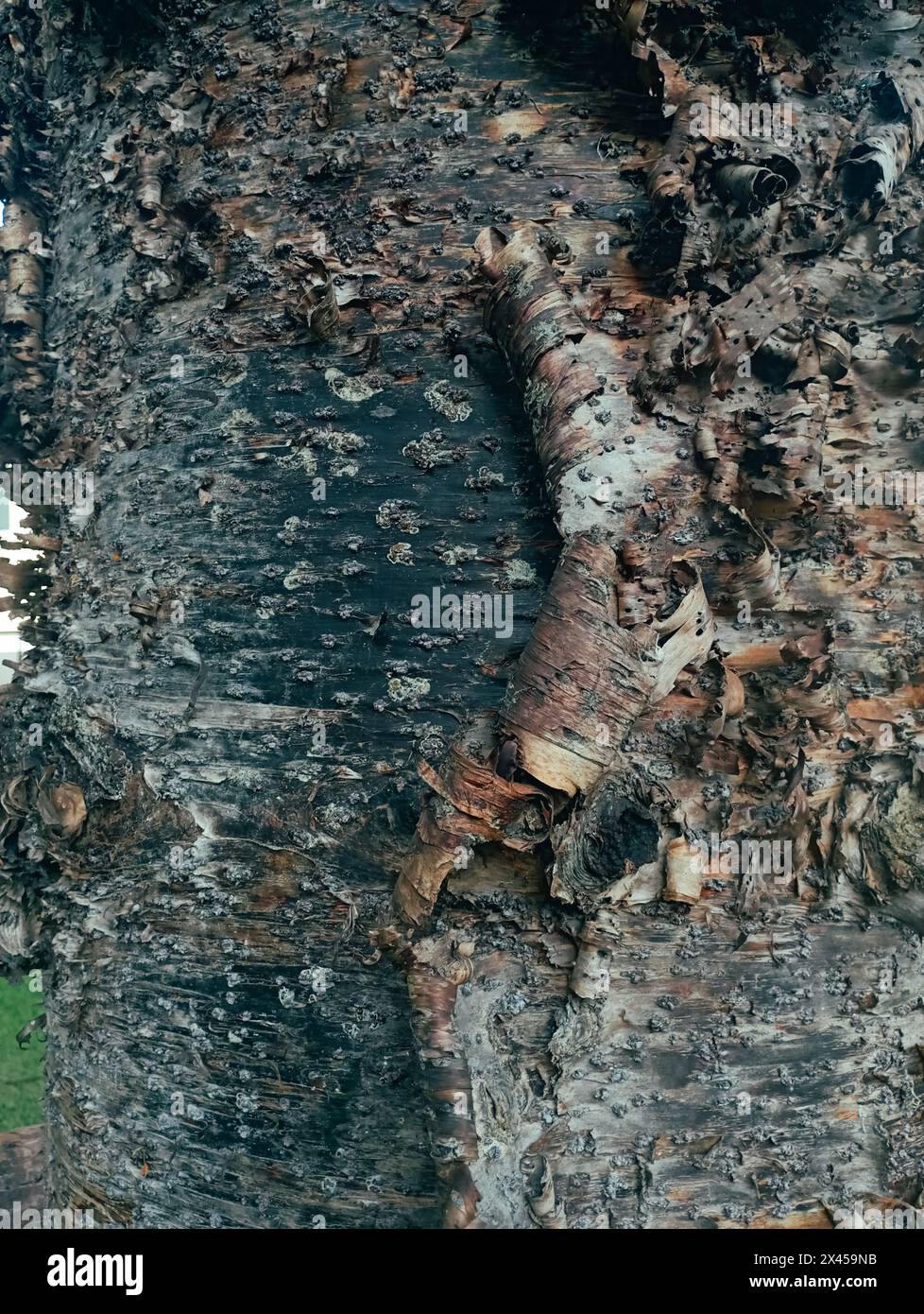 Texture of old tree trunk. Old skin illustration Stock Photo - Alamy