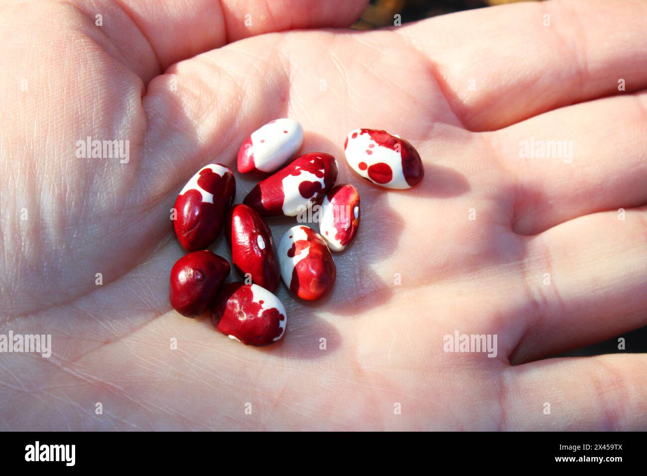 Hand holding small grains of beans Stock Photo - Alamy