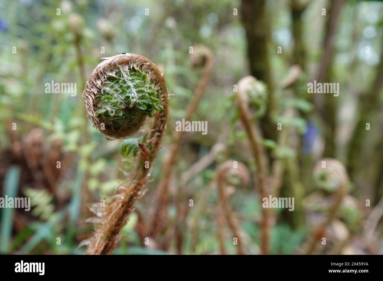 Countryside wildlife in spring hi-res stock photography and images - Alamy