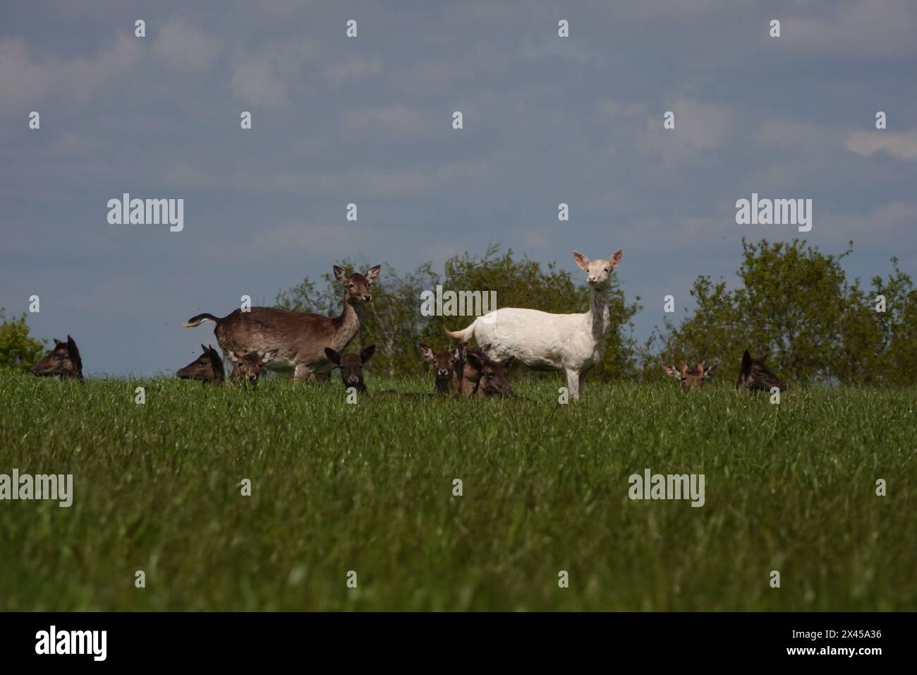 Fallow deer common herd hi-res stock photography and images - Alamy