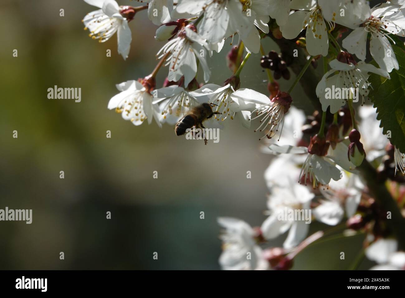Spring UK, Bee Pollinating Cherry Blossom Stock Photo - Alamy