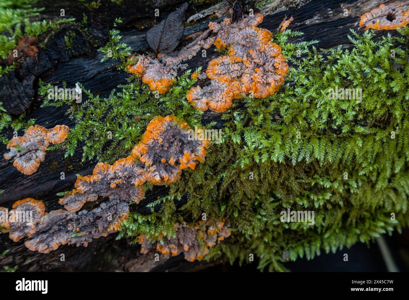Nature detail mashrooms and moss at the rotten tree Stock Photo - Alamy