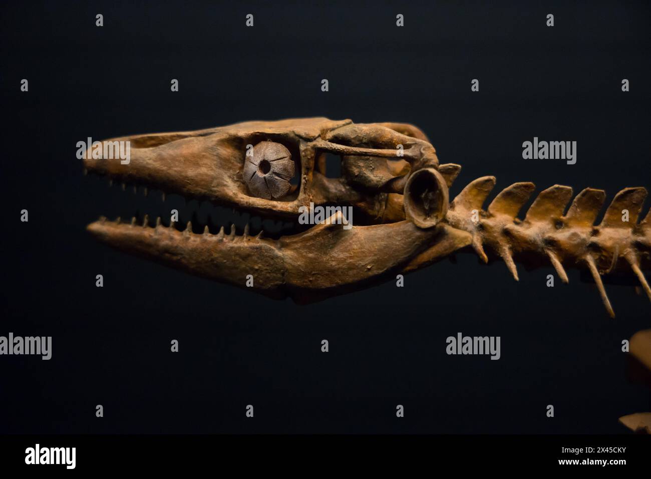 Leiden, The Netherlands - April 30, 2022: closeup of head of mosasaurus ...