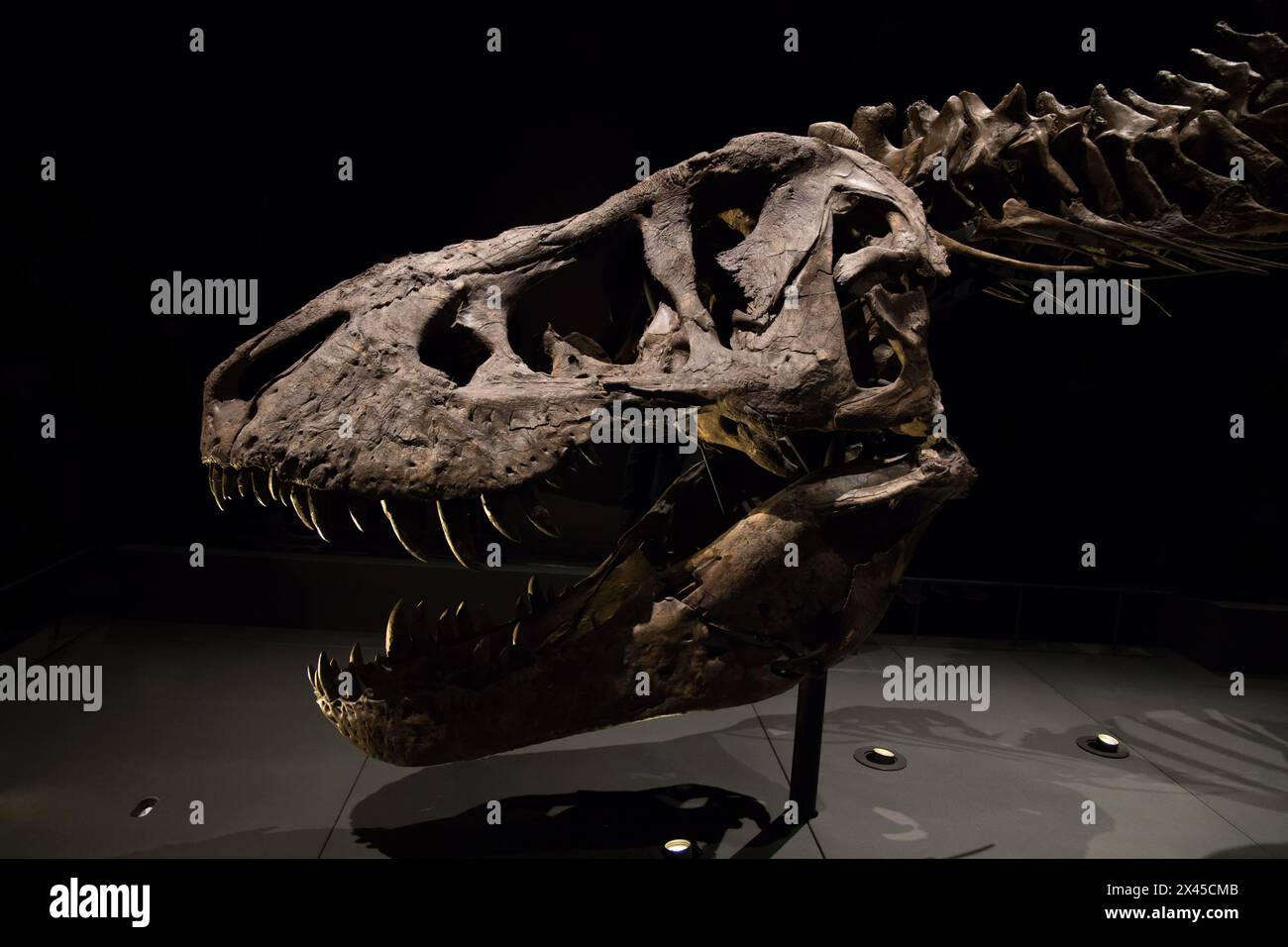 Side view tyrannosaurus rex dinosaur hi-res stock photography and ...