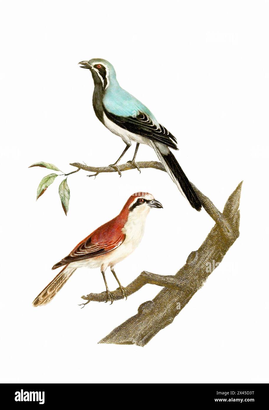 Song Birds. Vintage inspired bird art. Digital Watercolor painting on a ...