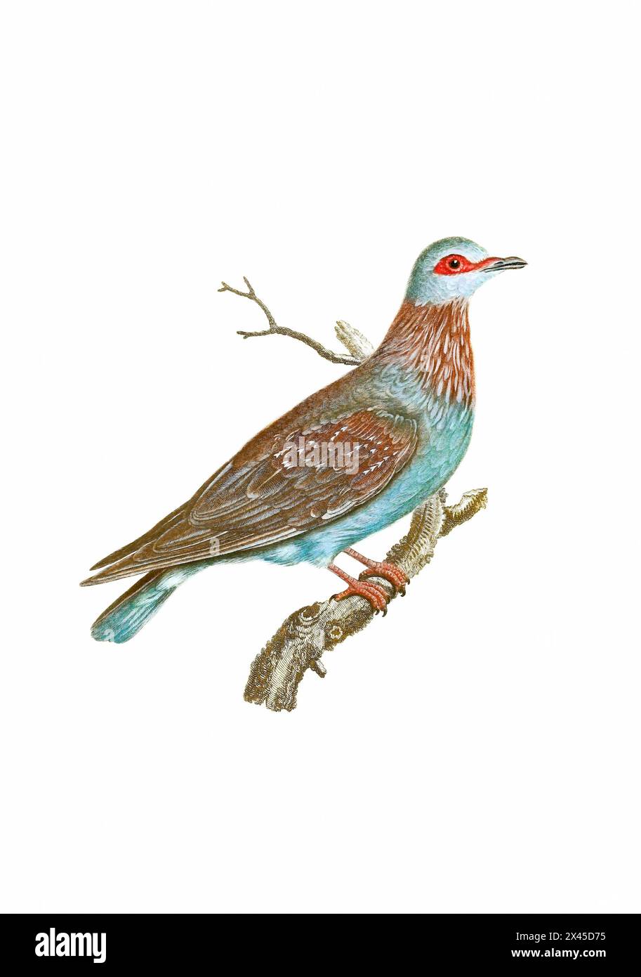 Dove. Vintage inspired bird art. Digital Watercolor painting on a soft ...