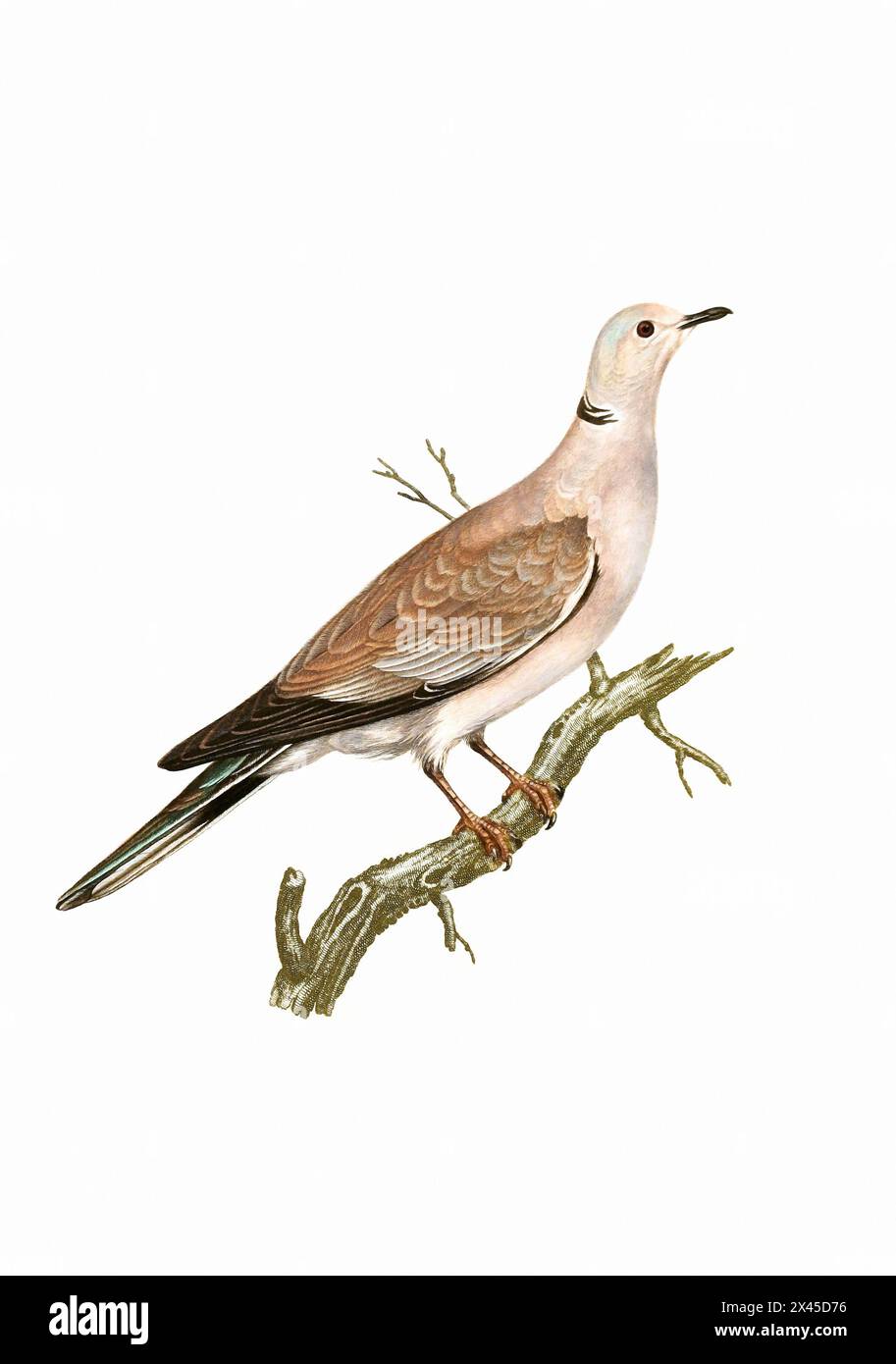 Dove. Vintage inspired bird art. Digital Watercolor painting on a soft ...