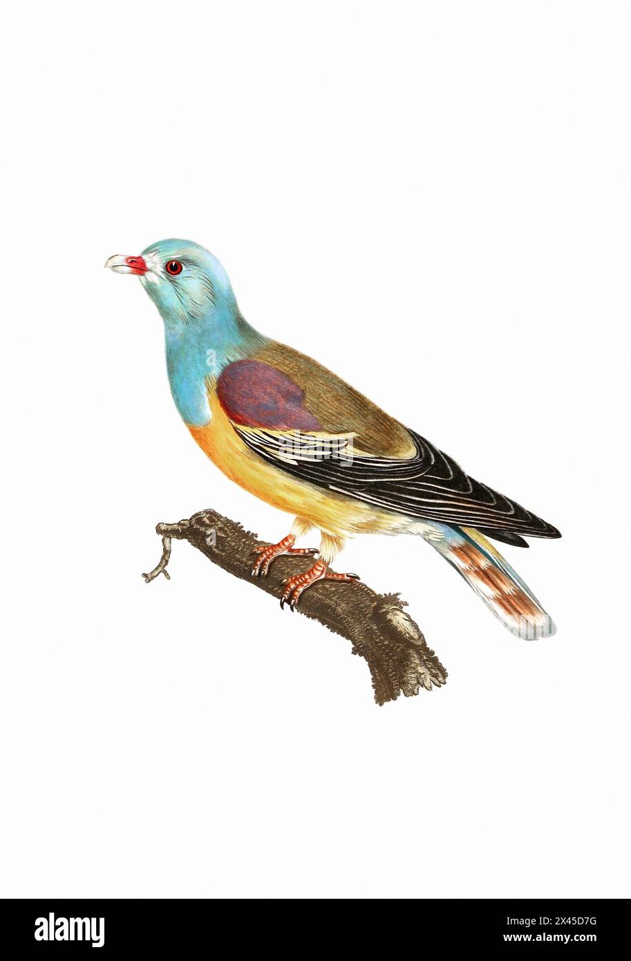 Dove. Vintage inspired bird art. Digital Watercolor painting on a soft ...