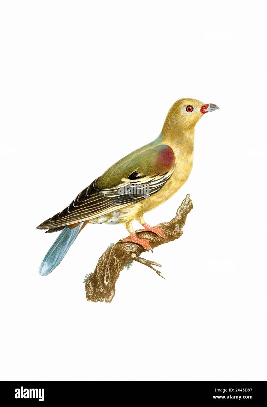 Dove. Vintage inspired bird art. Digital Watercolor painting on a soft ...