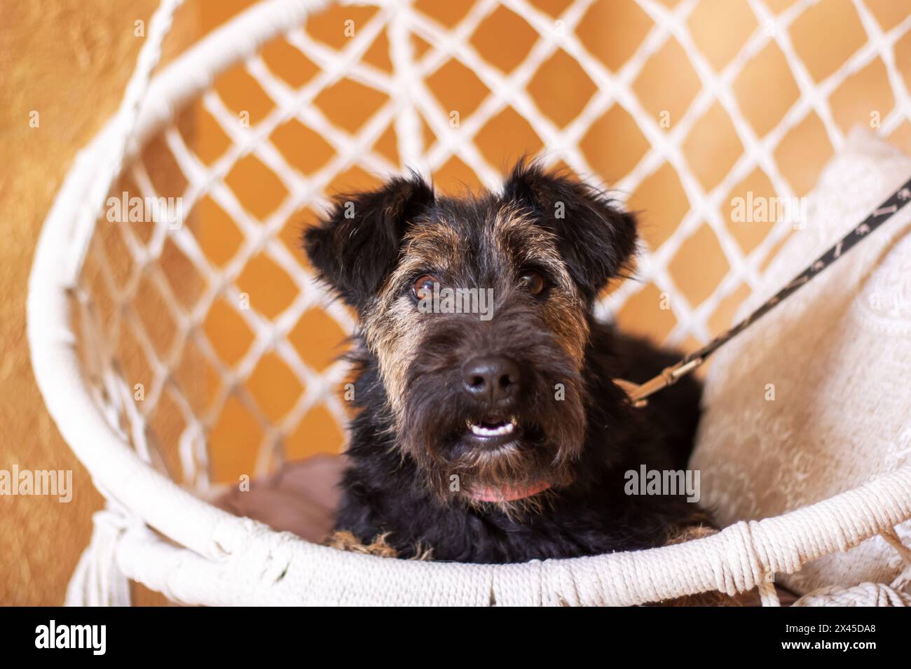 A small black Fawn Terrier dog from the Sporting Group is lounging in a ...