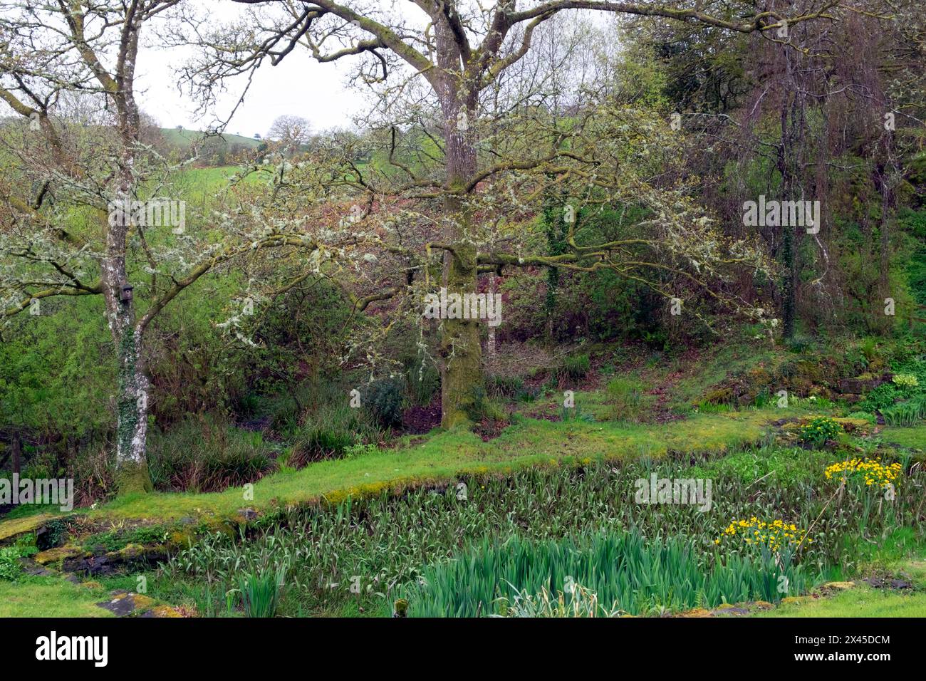 Old oak trees covered in moss ivy lichens by garden pond overgrown ...