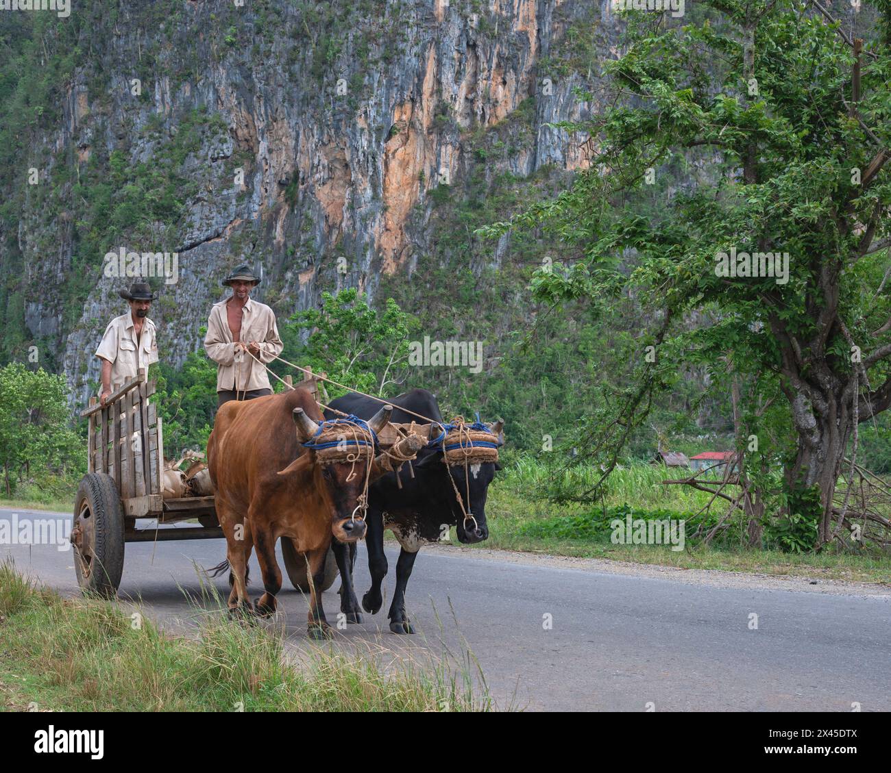 A pair of oxen pulling a cart and two farmers along the road with a ...