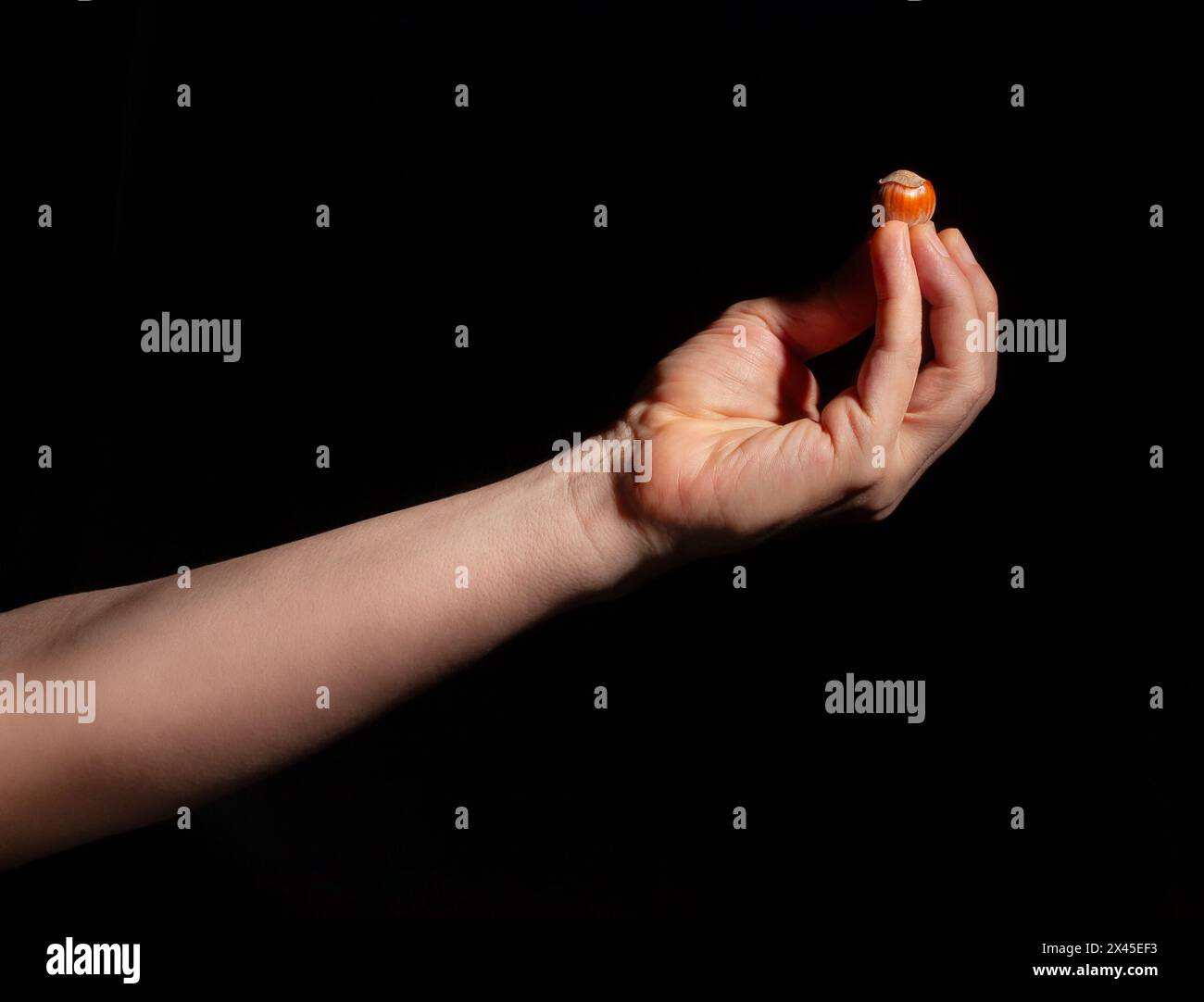 Hazelnut fruit hi-res stock photography and images - Alamy