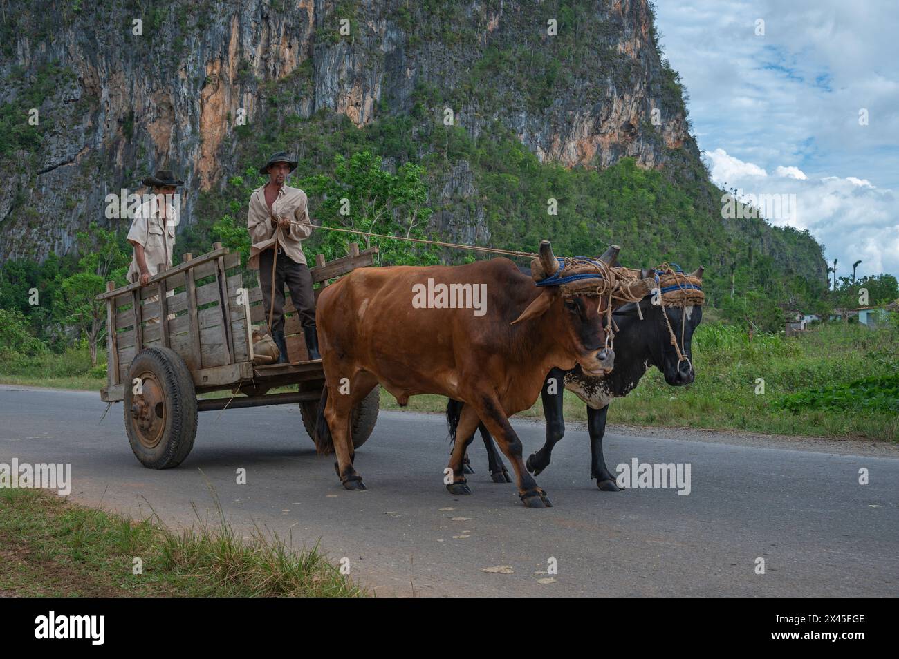 A pair of oxen pulling a cart and two farmers along the road with a ...