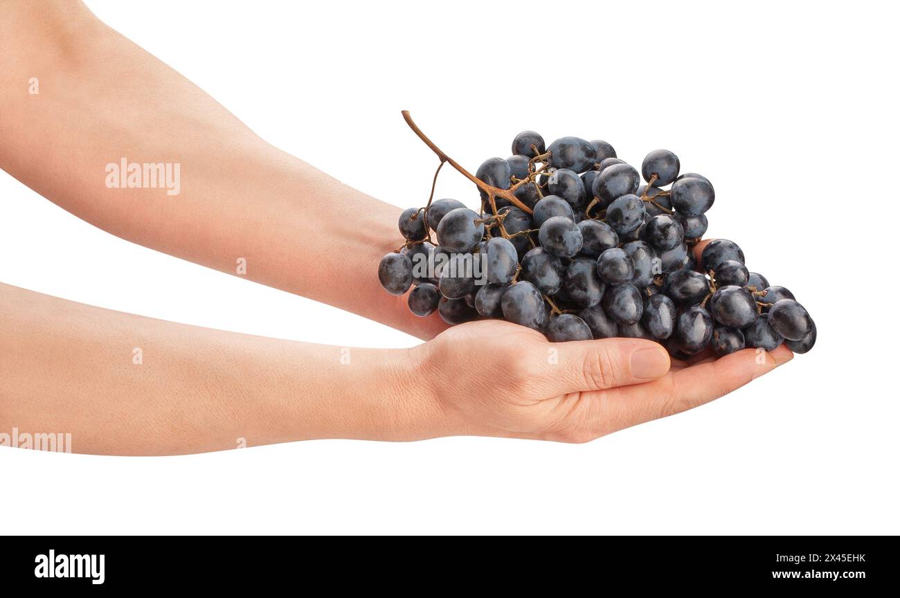 Grapes in studio hi-res stock photography and images - Alamy