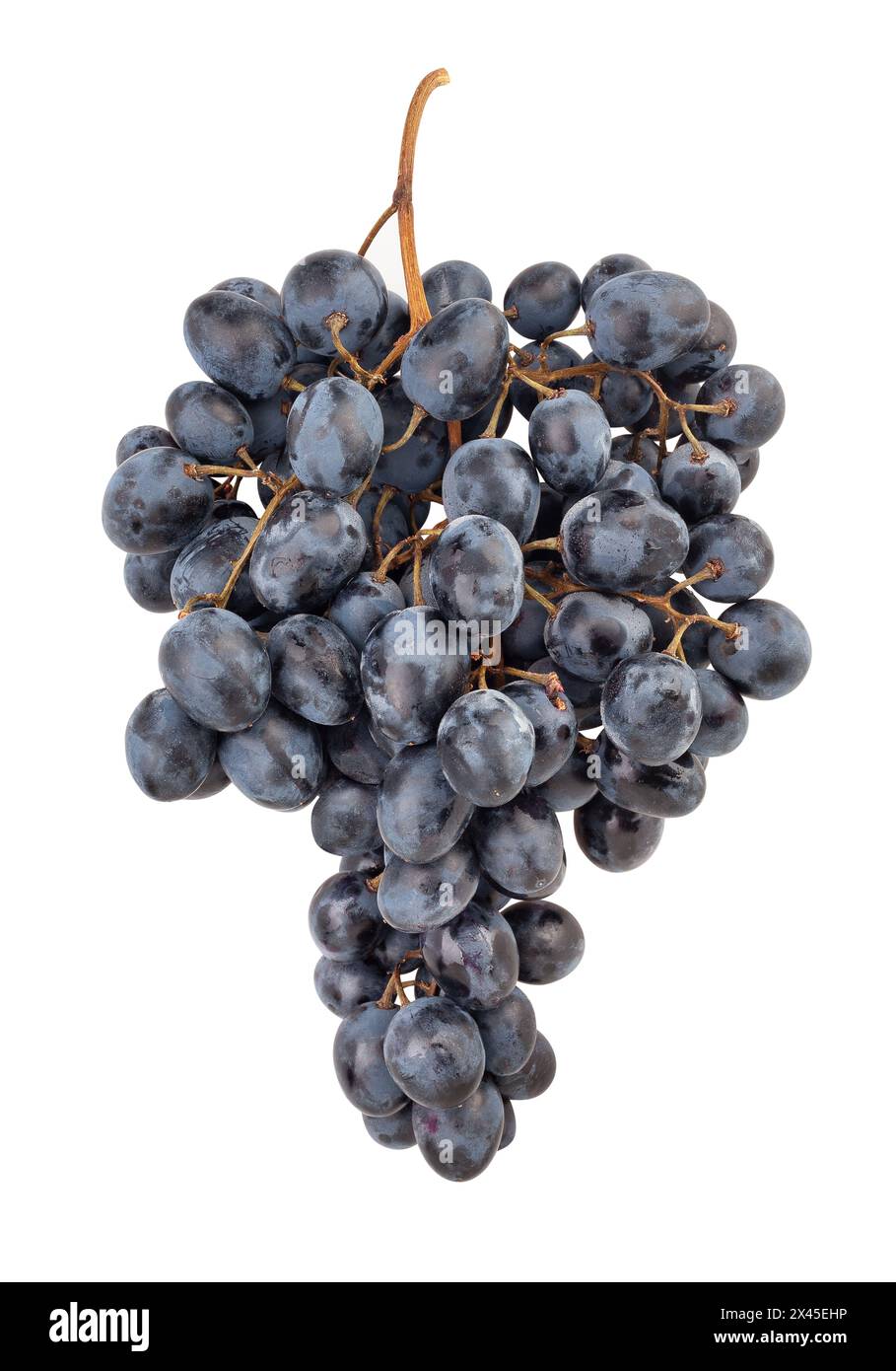 Blue grapes hi-res stock photography and images - Alamy