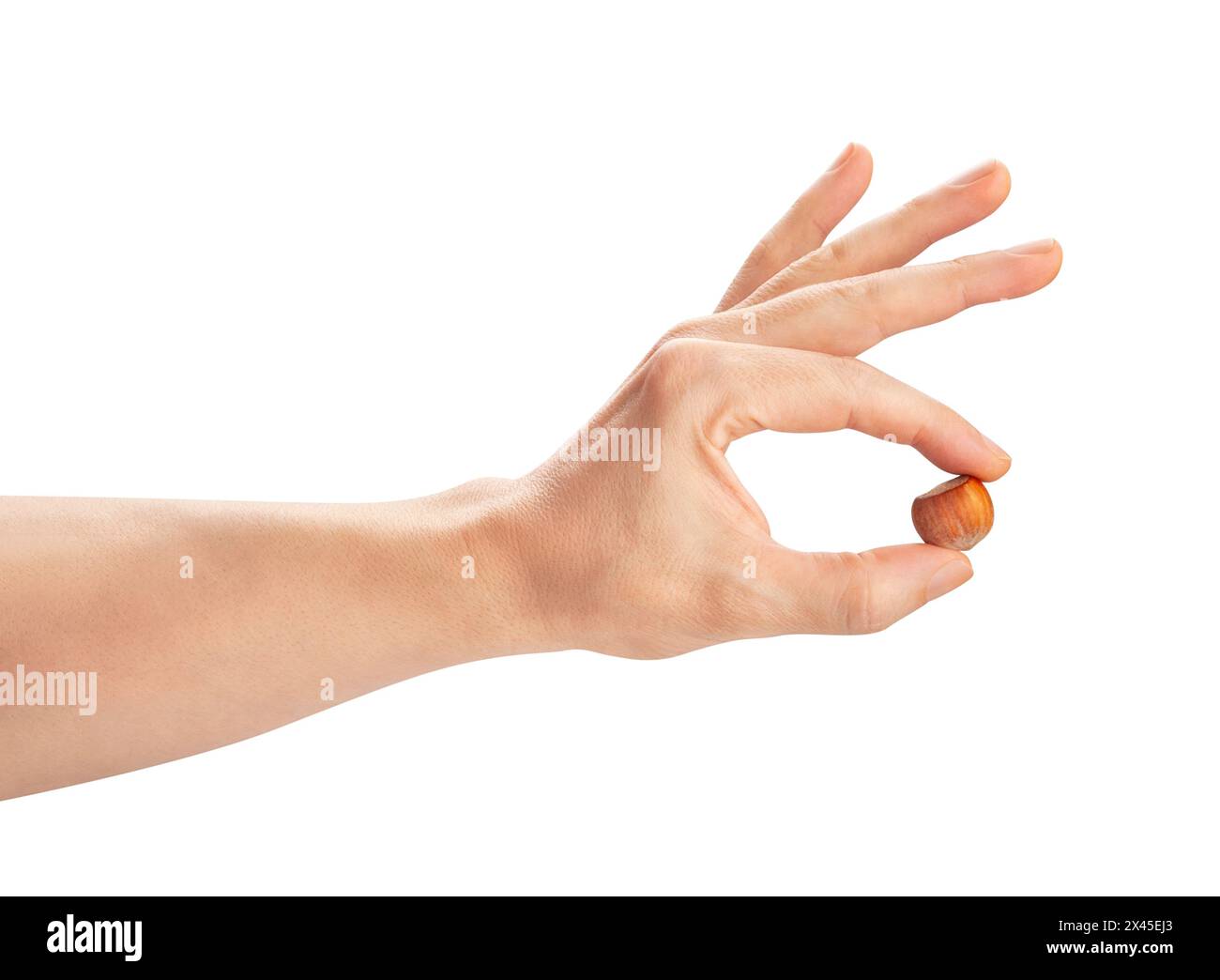 hazelnut in hand path isolated on white Stock Photo - Alamy