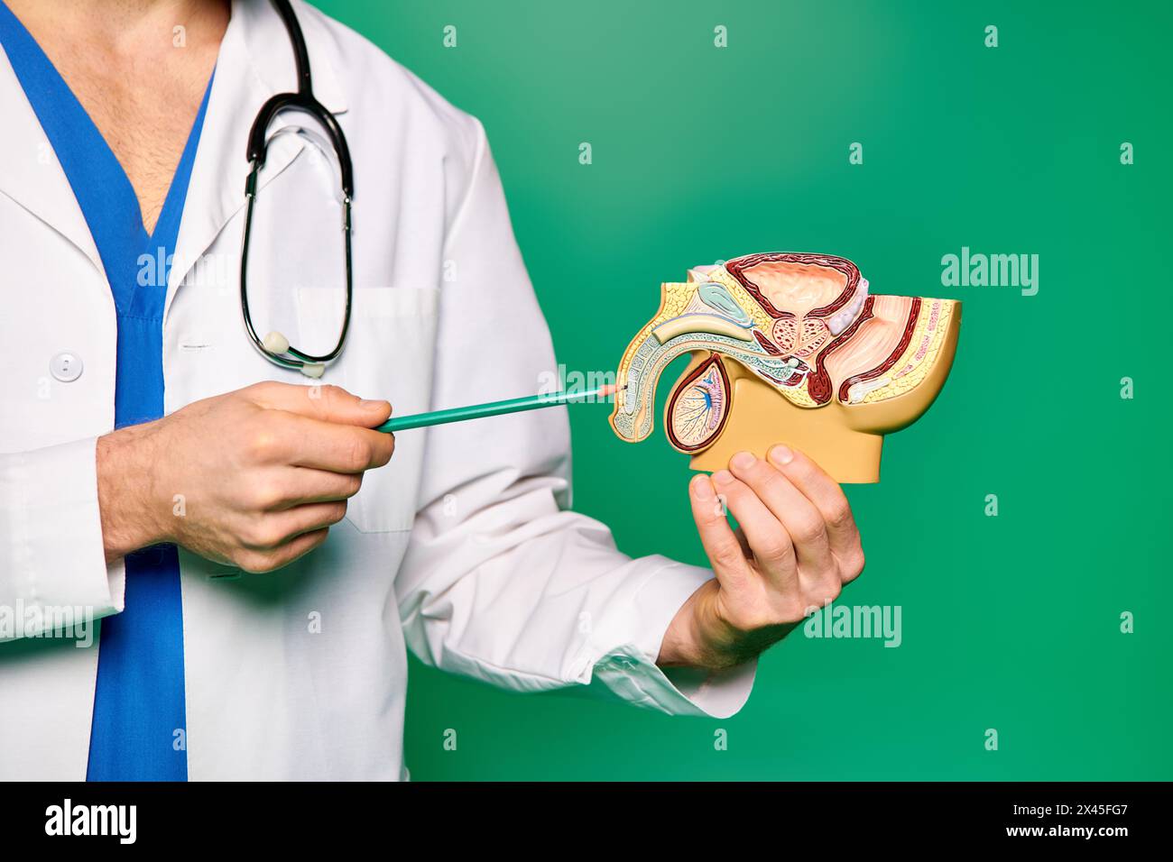 Anatomical analysis hi-res stock photography and images - Alamy