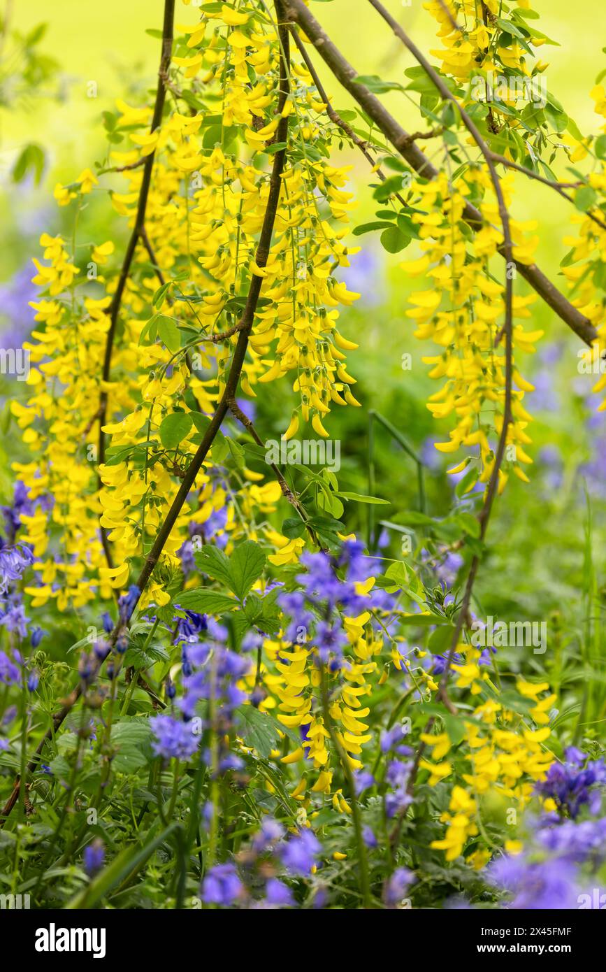 Laburnum flower fronds draped over bluebells Tree with golden yellow ...