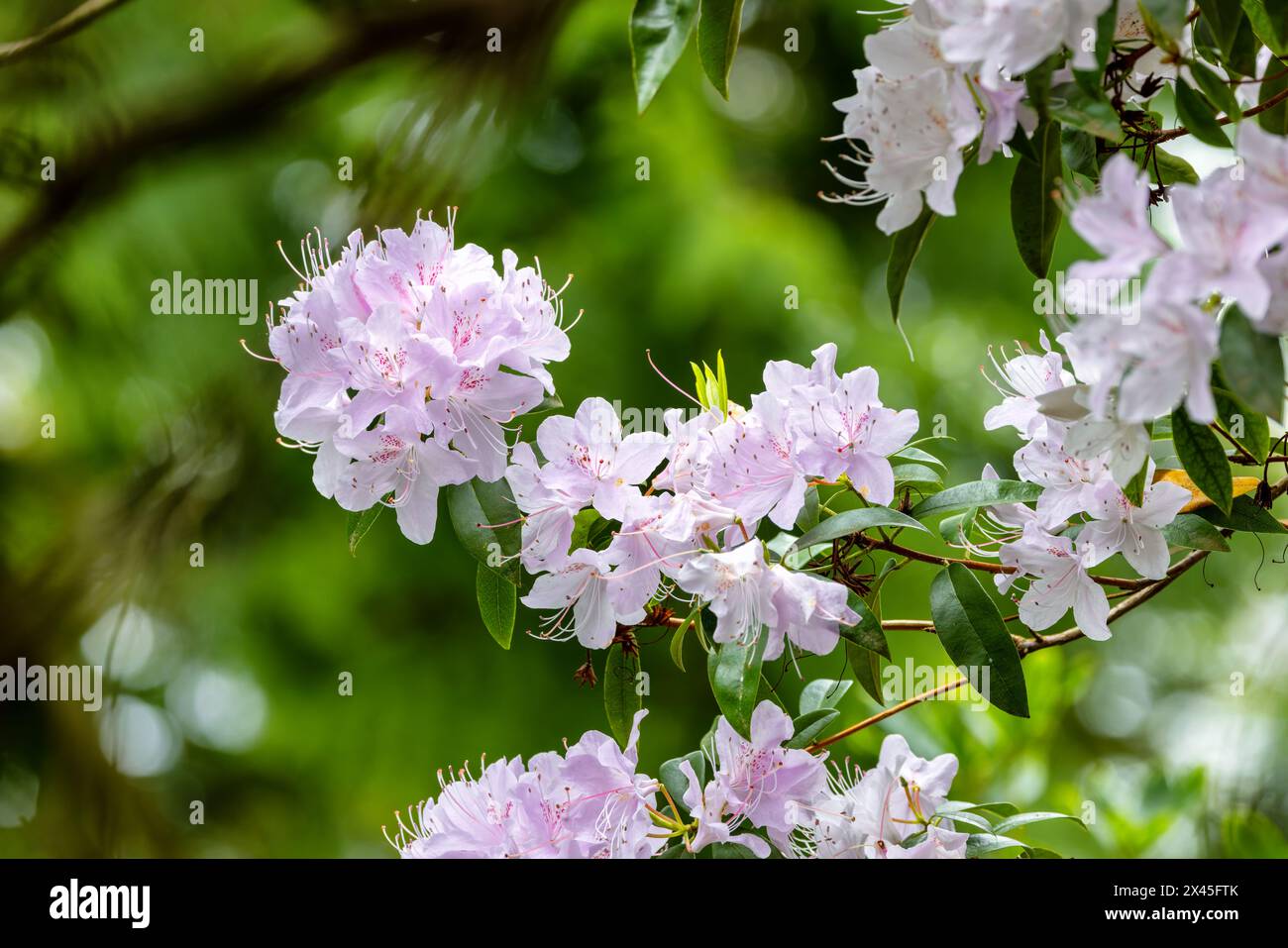 Rhododendron "Davidsonianum", plant with pale pink flowers, blooming in ...