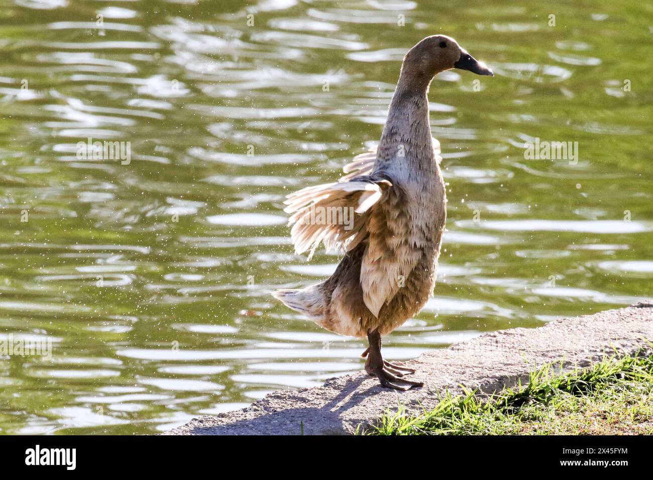 Khaki Campbell Duck drying off after being in water Stock Photo - Alamy