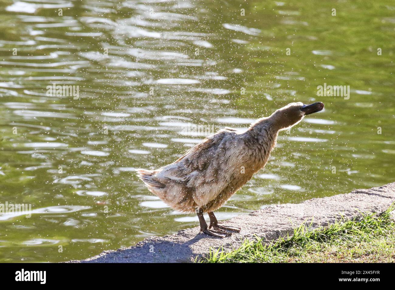 Khaki Campbell Duck drying off after being in water Stock Photo - Alamy