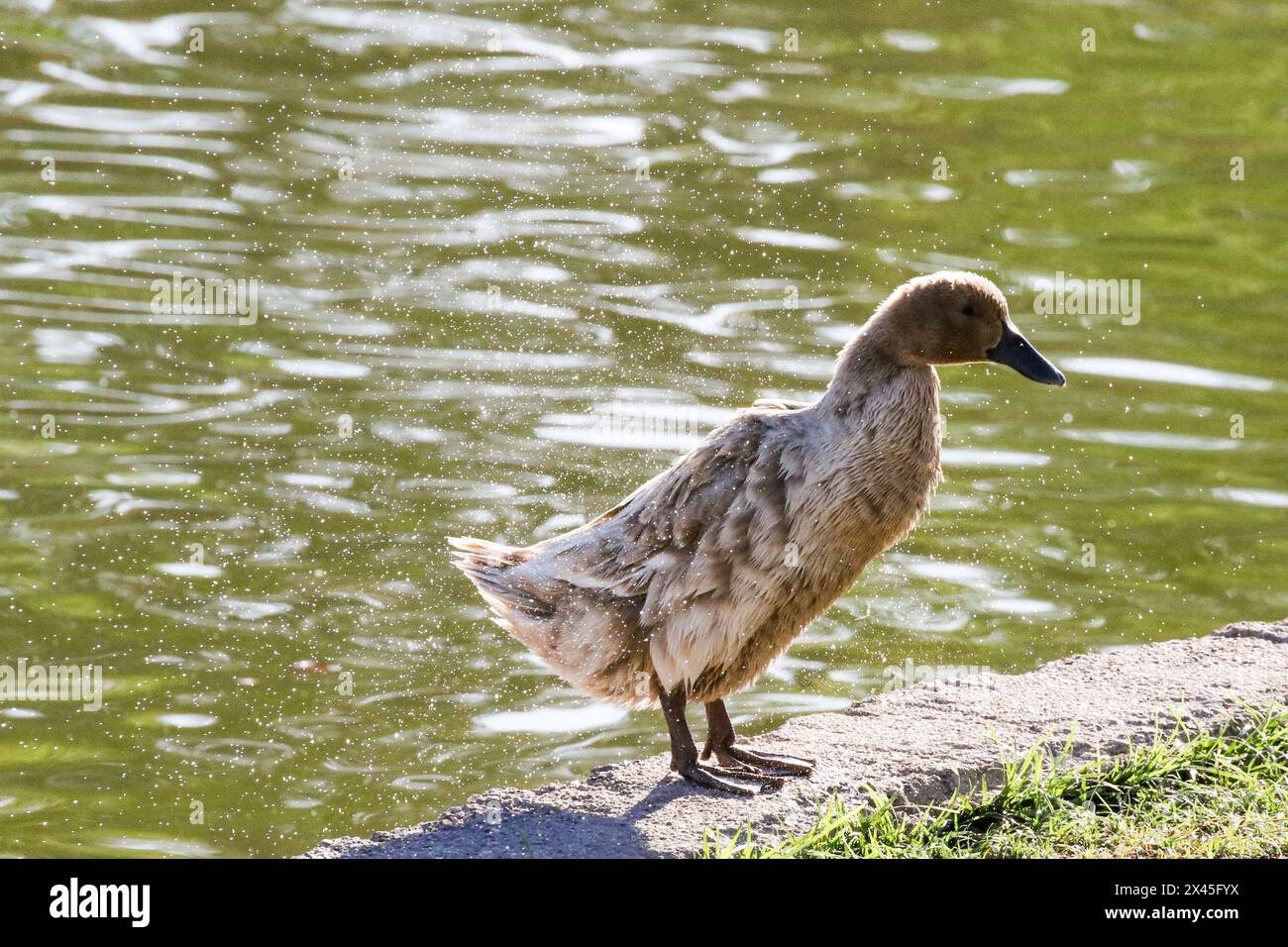 Khaki Campbell Duck drying off after being in water Stock Photo - Alamy