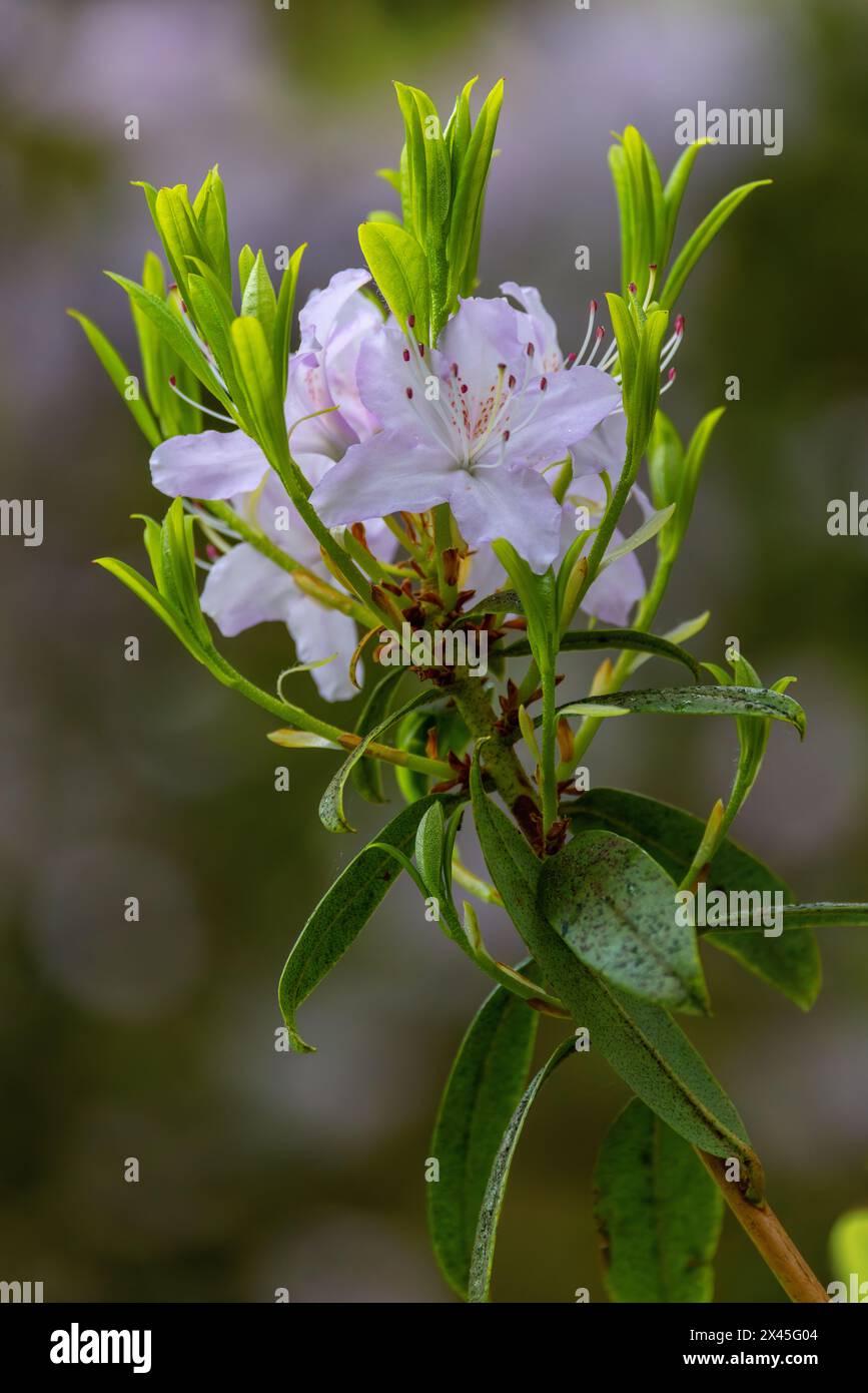 Rhododendron "Rigidum" flower cluster showing blooms of white pale ...