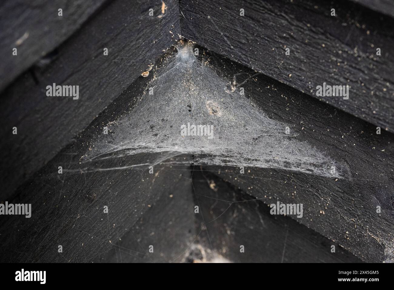 Multiple spiders web in a corner by black walls Stock Photo - Alamy