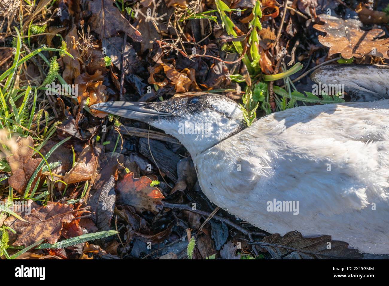 Common murre dead hi-res stock photography and images - Alamy