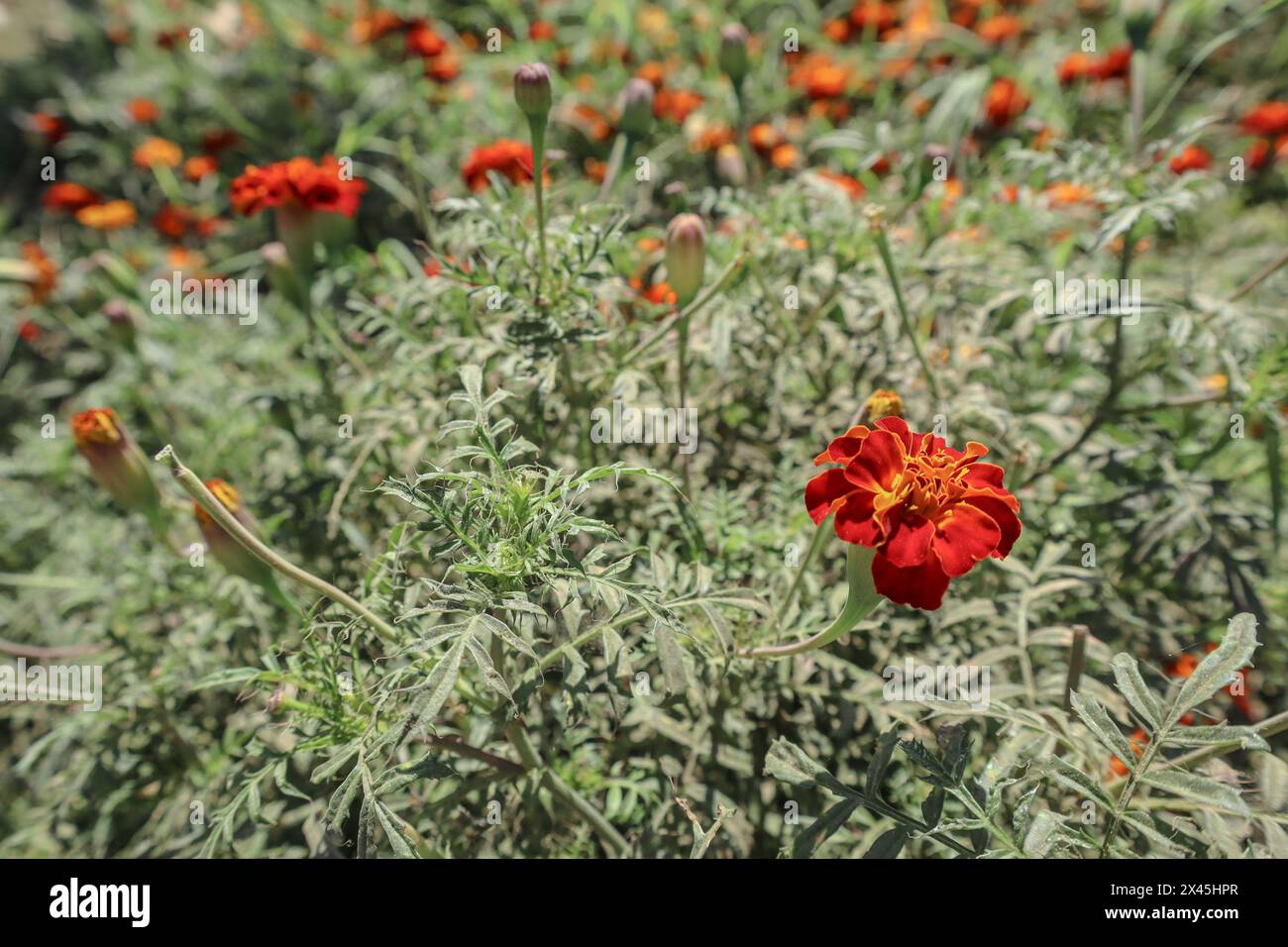 Marigold flower plant, Tagetes erecta bush in green. Marigold plants ...