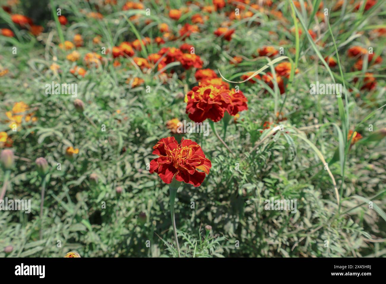 Beautiful Marigold flower (Tagetes erecta, Mexican, Aztec or African ...